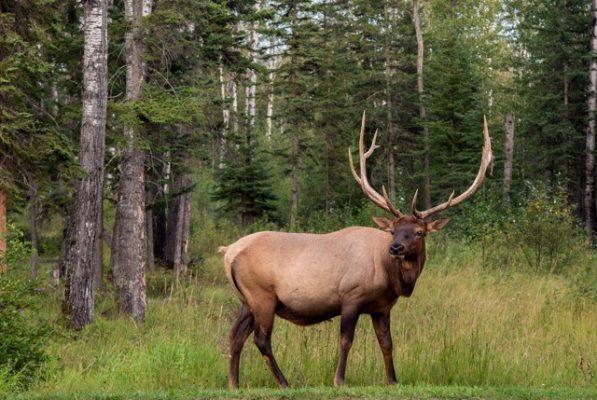 Prince Albert National Park: Experience Saskatchewan's Accessible and ...