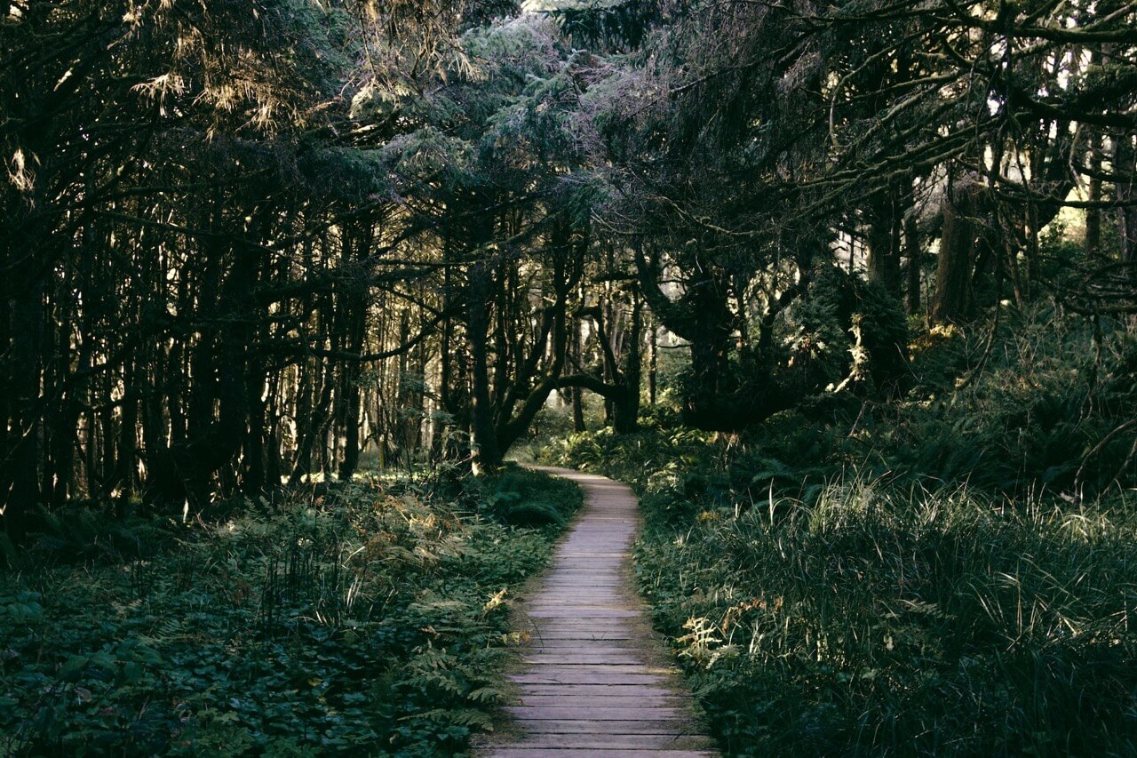 The Best Things to Do in Tofino, British Columbia: From Wild Nature to ...