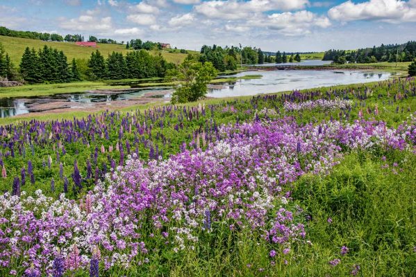 Island Bliss Awaits: How To Plan An Unforgettable PEI Road Trip - We ...